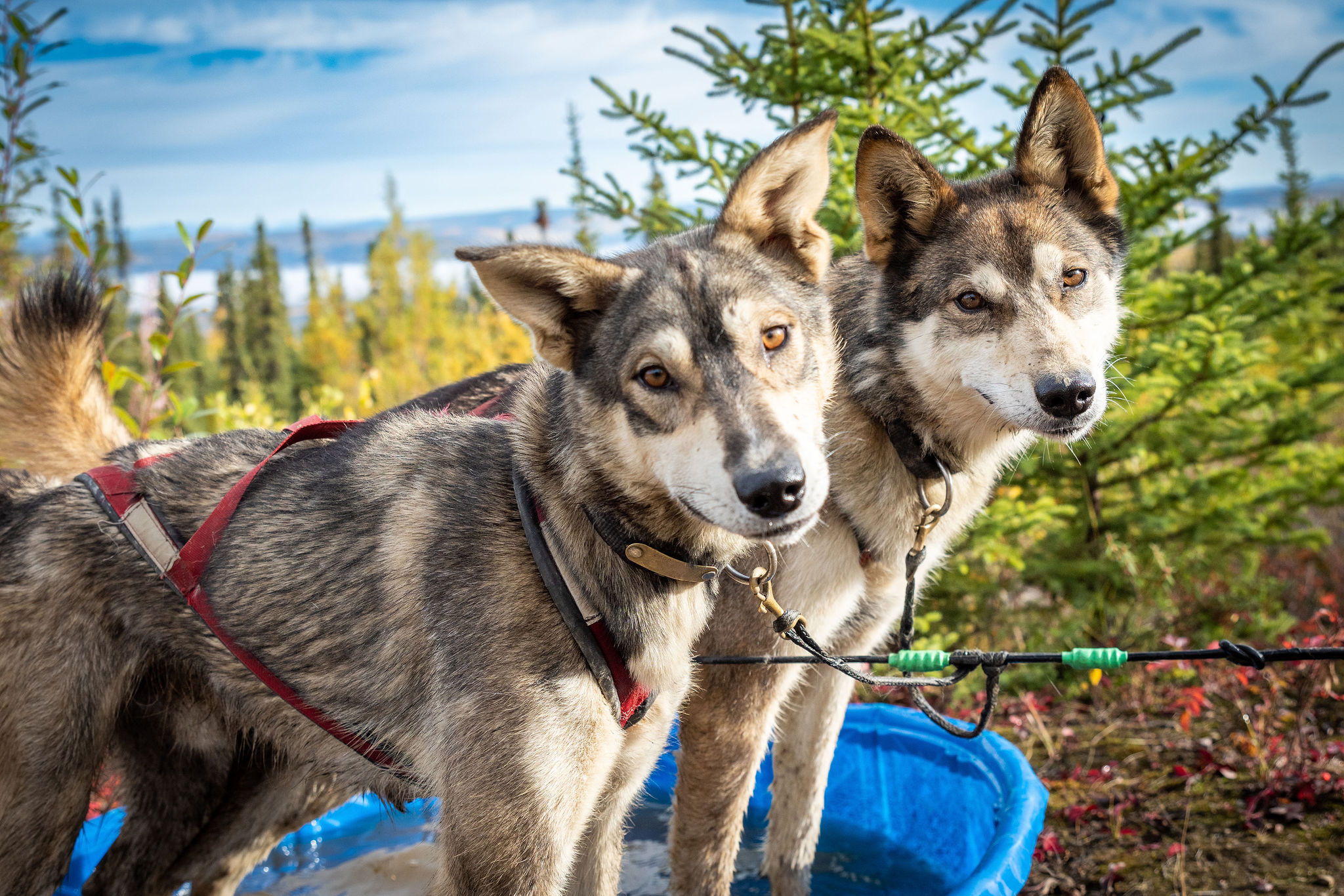 Sled Dog Safari - Black Spruce Dog Sledding