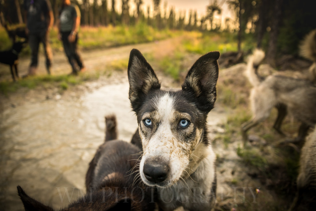 Husky Hike - Black Spruce Dog Sledding
