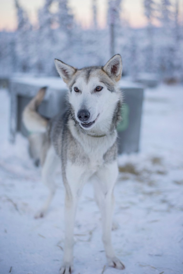 Home - Black Spruce Dog Sledding