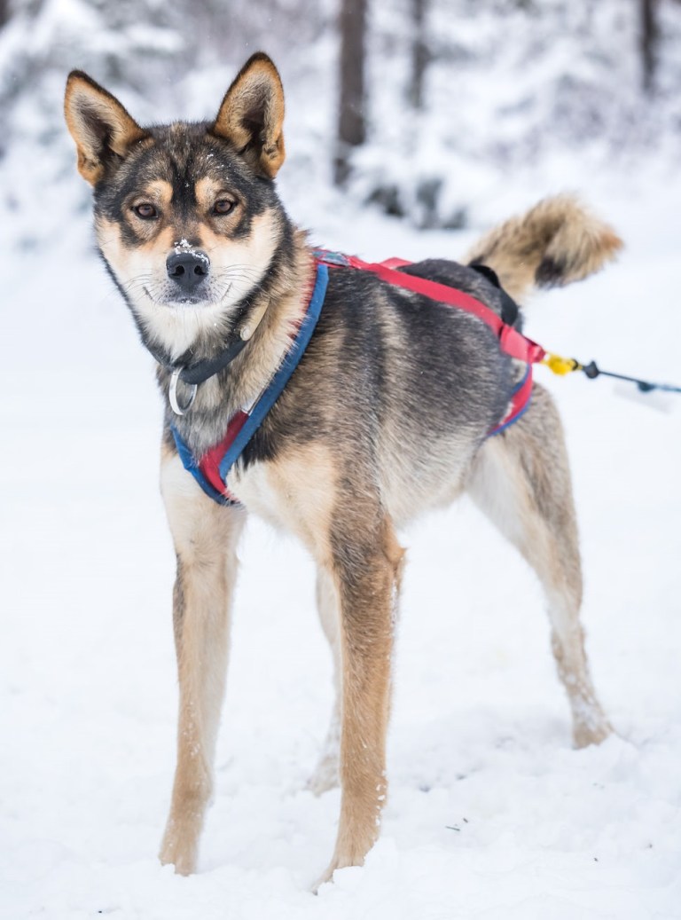 Meet The Dogs - Black Spruce Dog Sledding