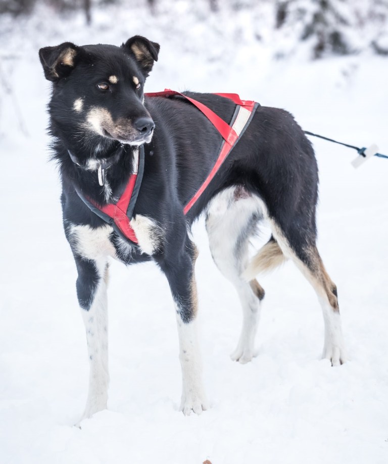 Meet The Dogs - Black Spruce Dog Sledding