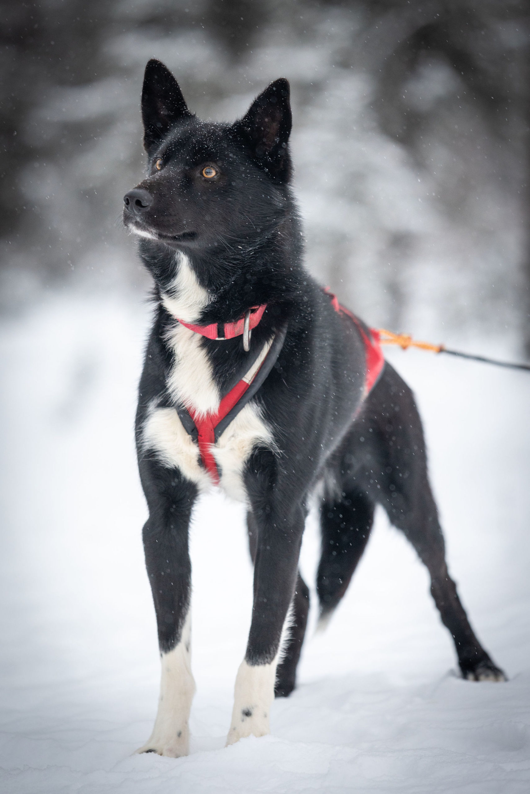 Meet The Dogs - Black Spruce Dog Sledding