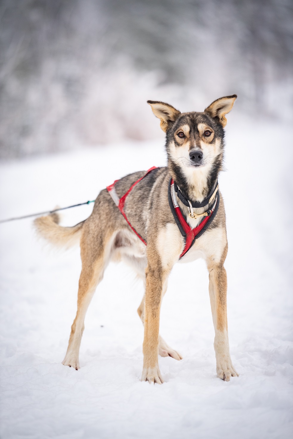 Meet The Dogs - Black Spruce Dog Sledding