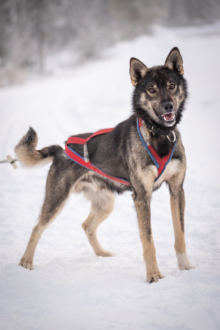 Meet The Dogs - Black Spruce Dog Sledding