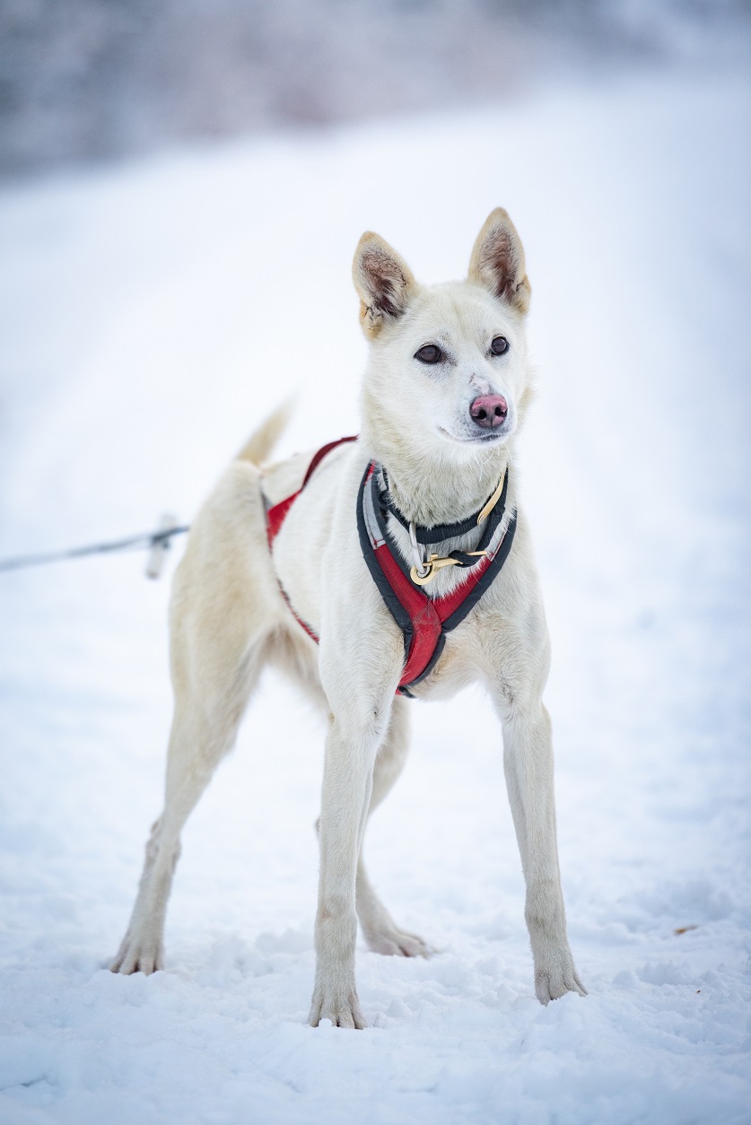 Meet The Dogs - Black Spruce Dog Sledding