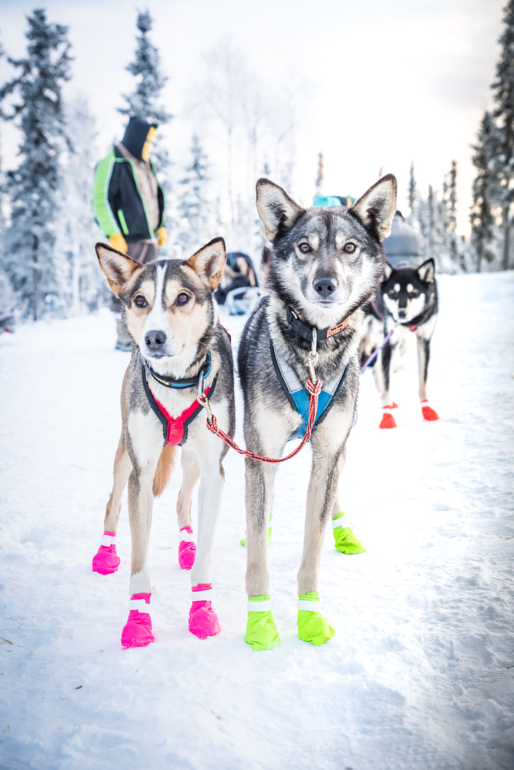 Scenic Day Mushing - Black Spruce Dog Sledding