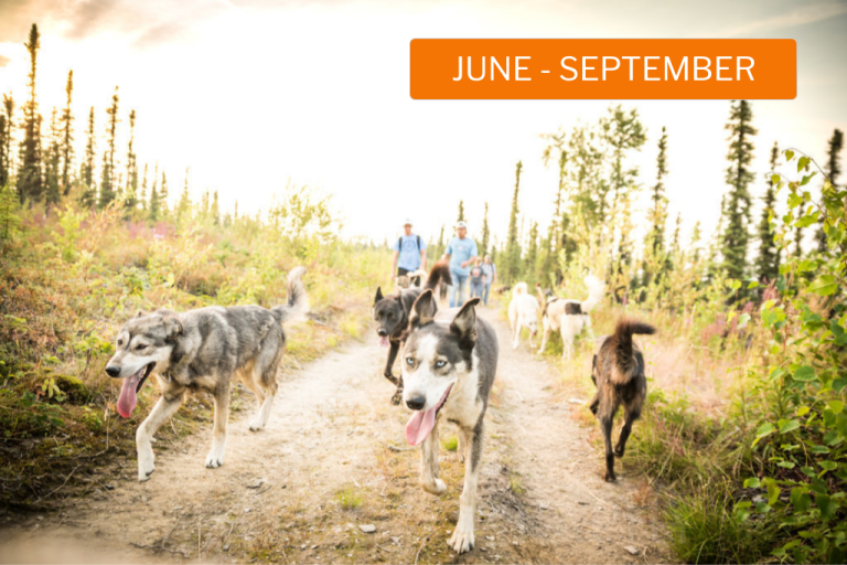 Home - Black Spruce Dog Sledding