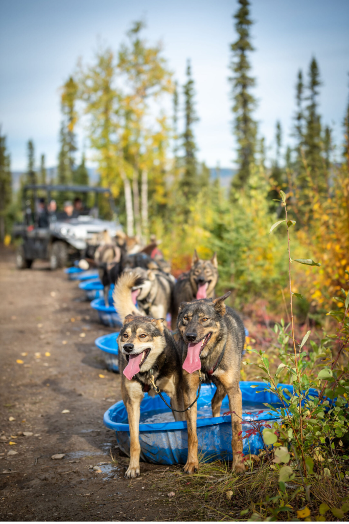 Home - Black Spruce Dog Sledding