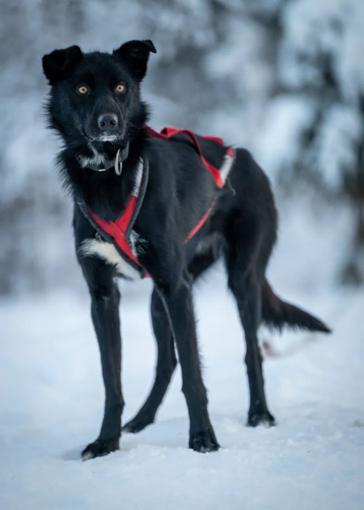 Meet The Dogs - Black Spruce Dog Sledding