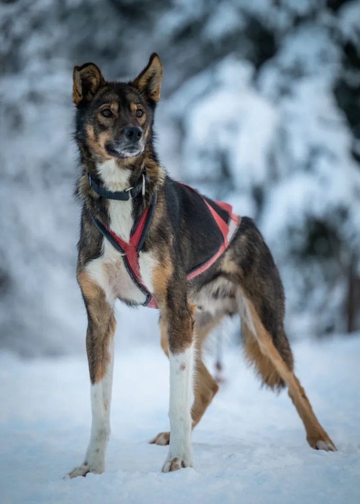 Meet The Dogs - Black Spruce Dog Sledding