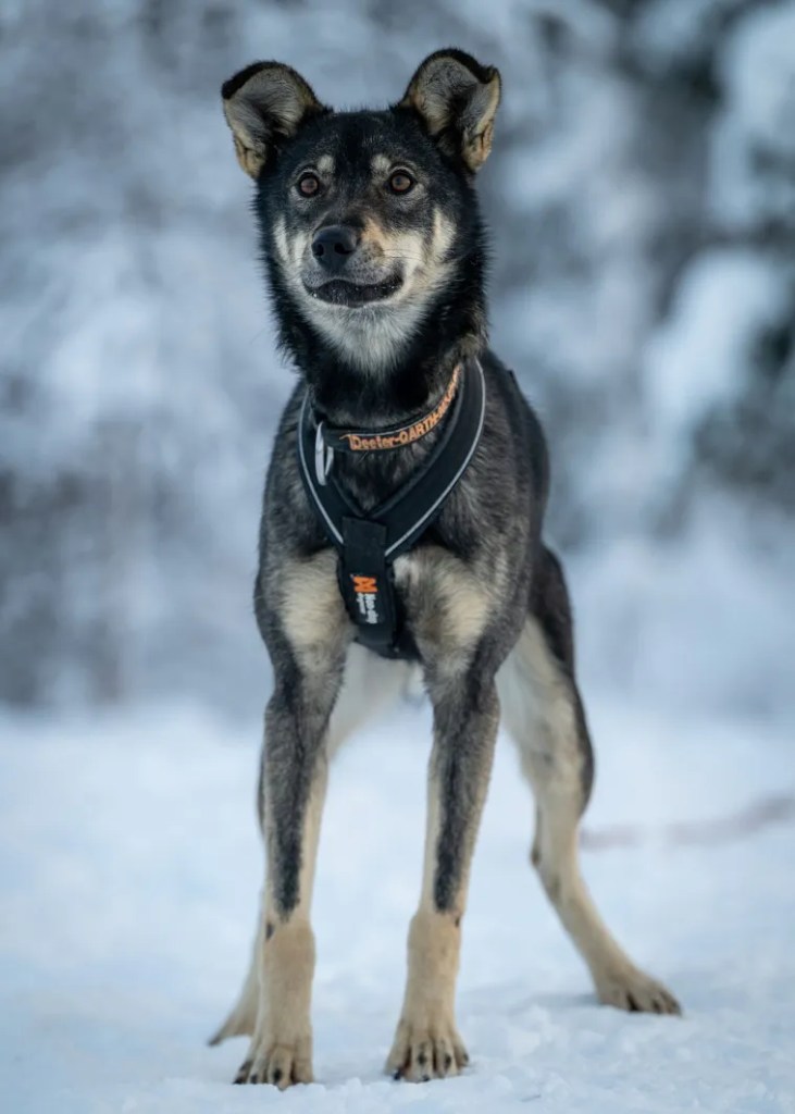 Meet The Dogs - Black Spruce Dog Sledding