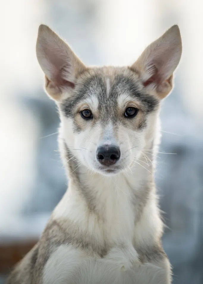 Meet The Dogs - Black Spruce Dog Sledding