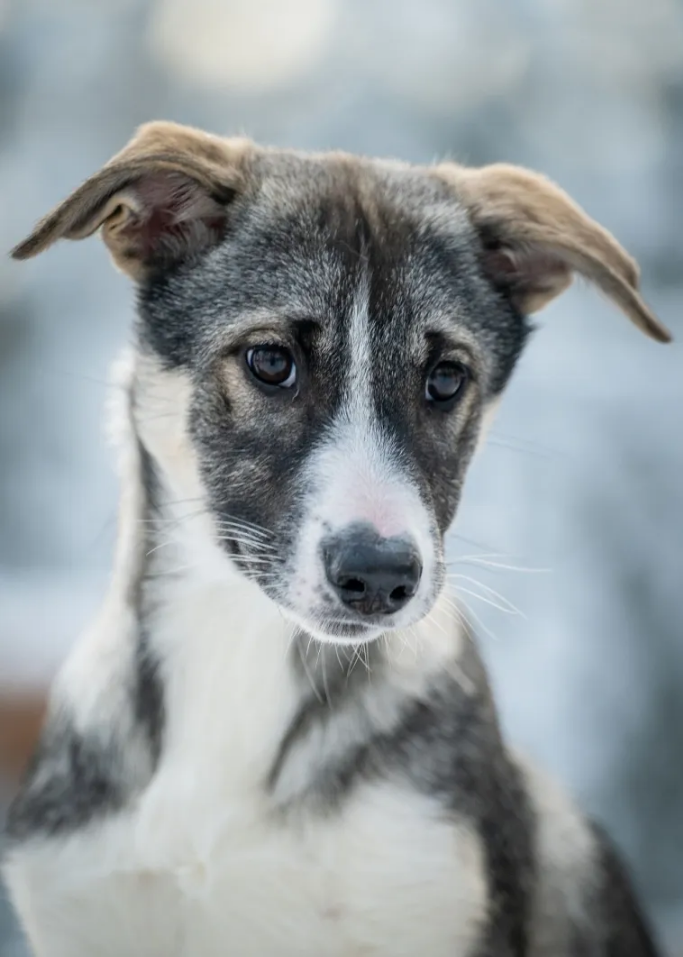 Meet The Dogs - Black Spruce Dog Sledding