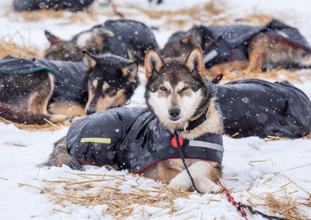Home - Black Spruce Dog Sledding